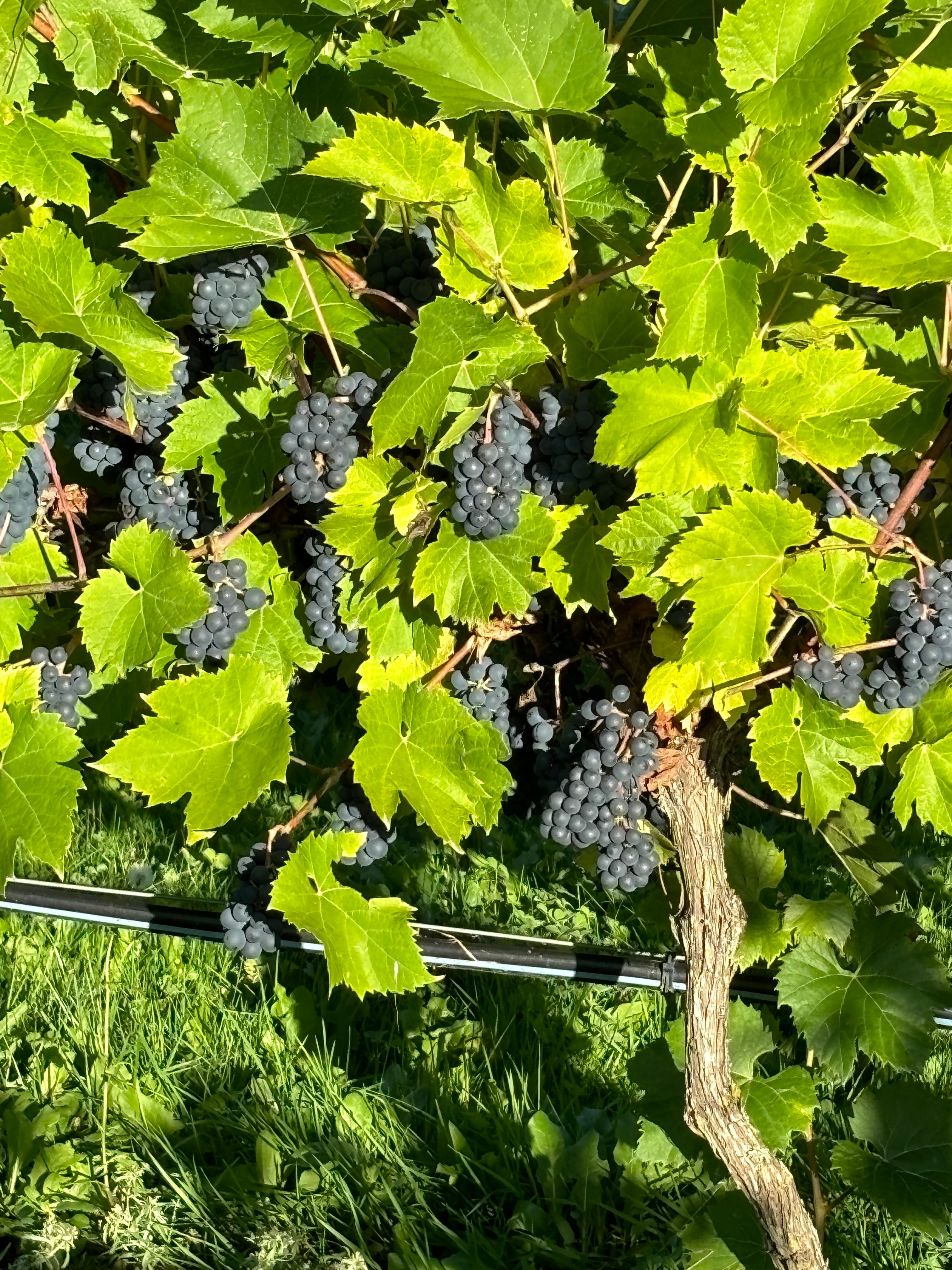 Book Your Experience – Russell Estate Vineyard